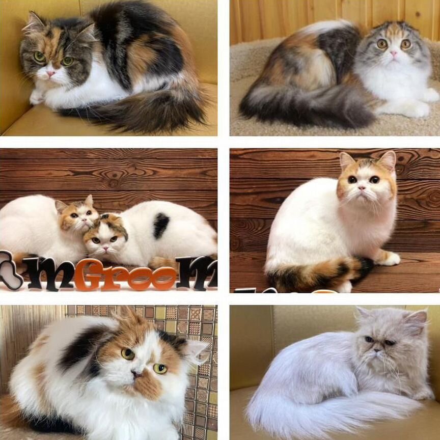 Шотландские кошечки