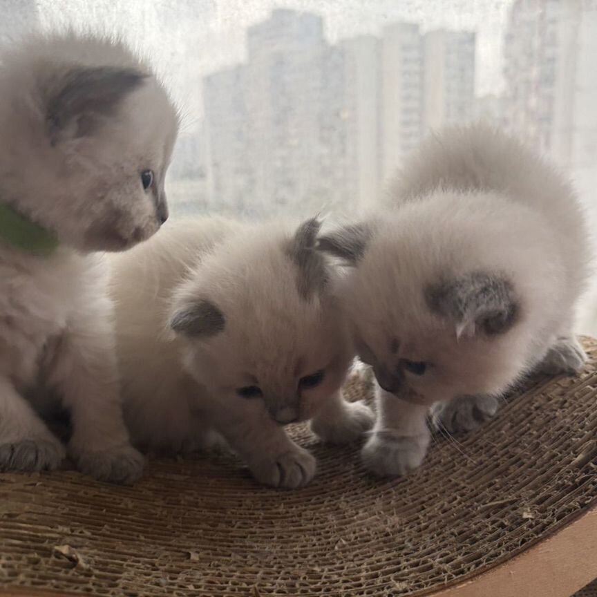 Невский маскарадный котёнок