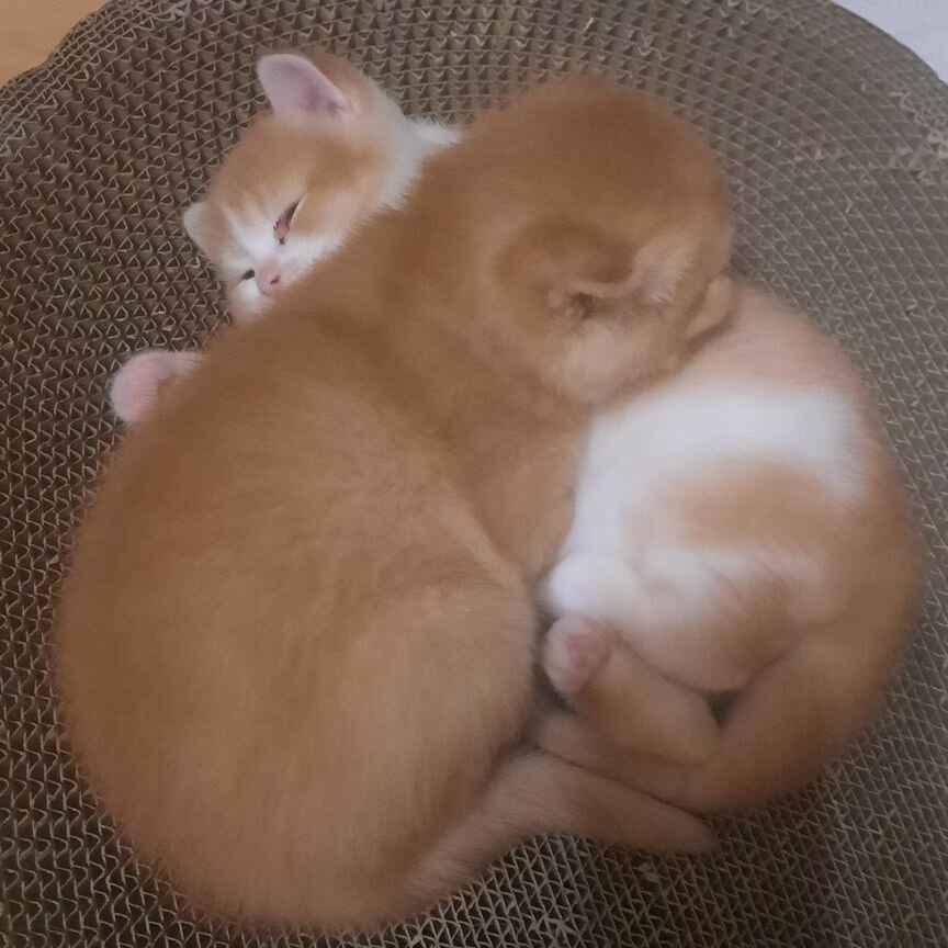 Шотландский прямоухий короткошёрстный котёнок