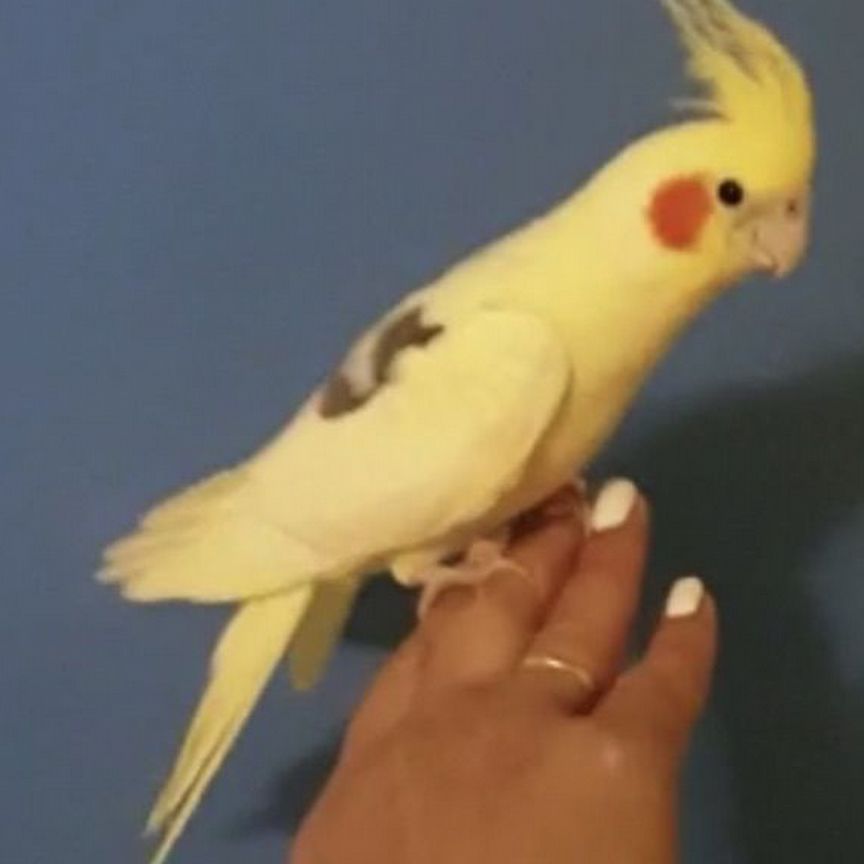 Попугай карела