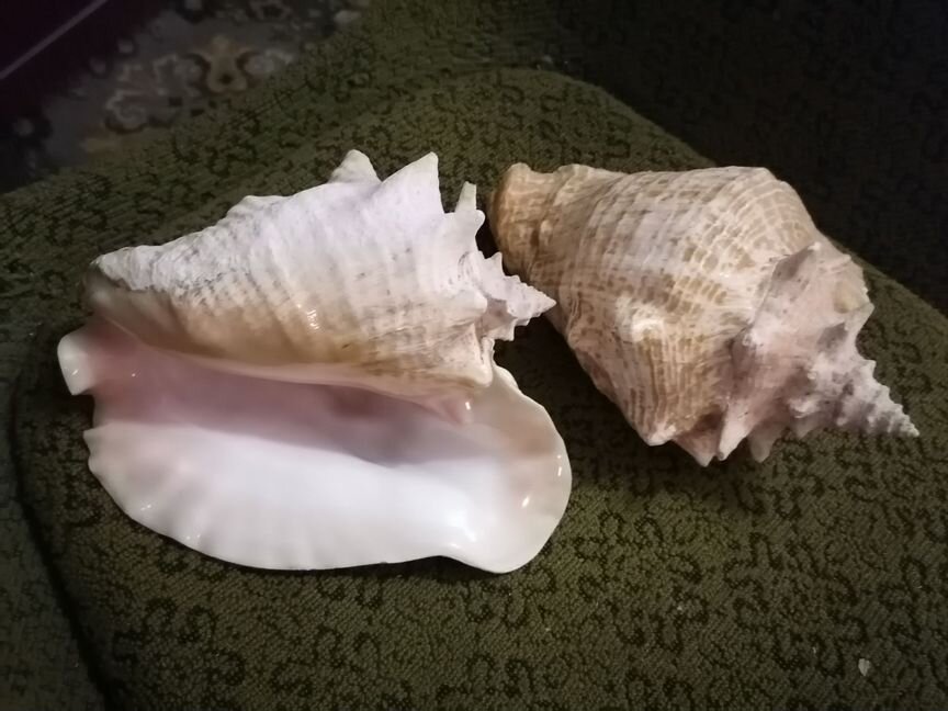 Ракушка