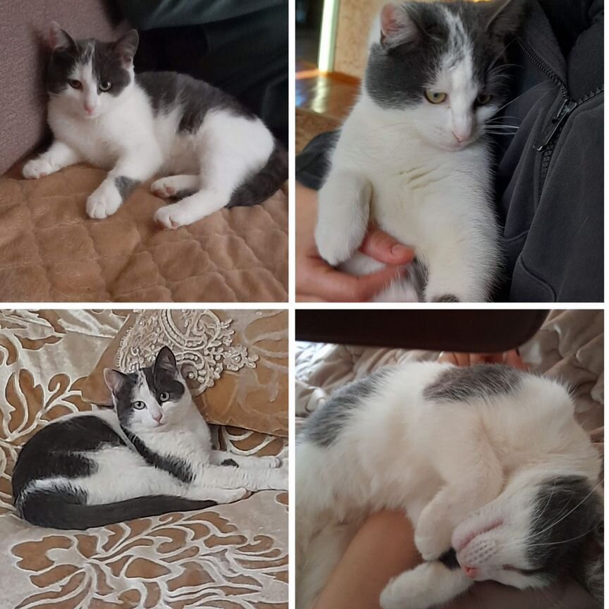 Кошка