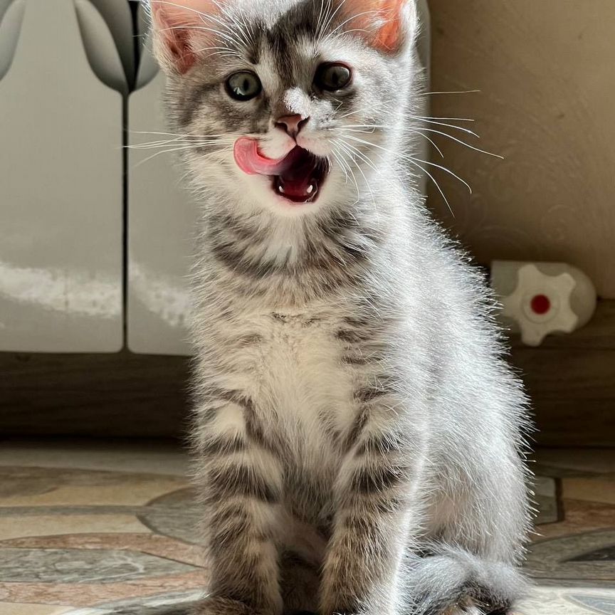 Котята от кошки мышеловки