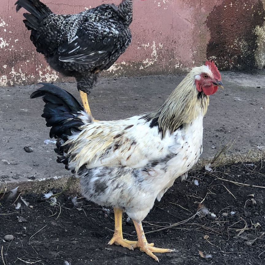 Молодые петухи