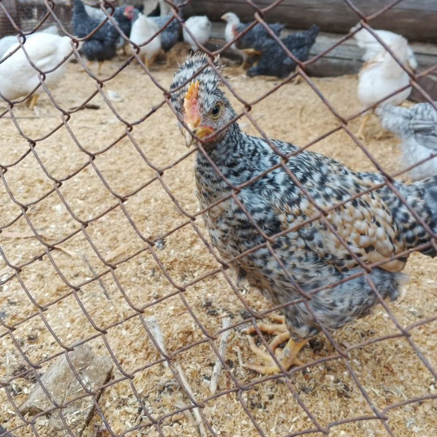 Куры несушки продам