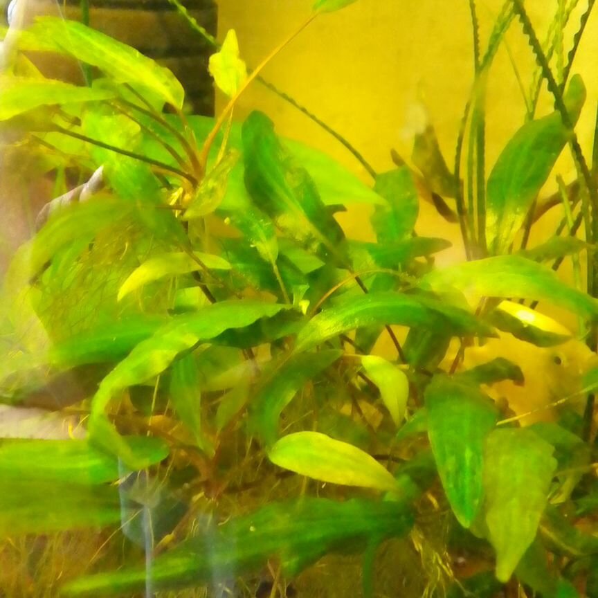 Буцефаландры Эхинодорус горизонтальный