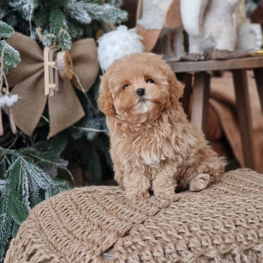 Мальтипу, щенок