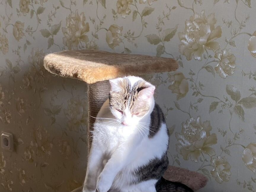 Кошка Юки