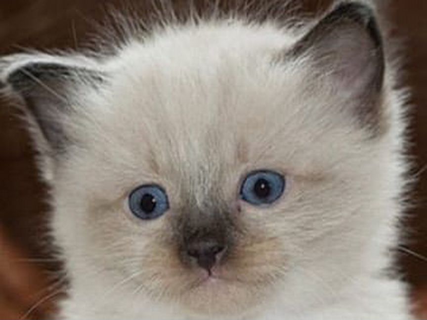 Невская маскарадная котенок