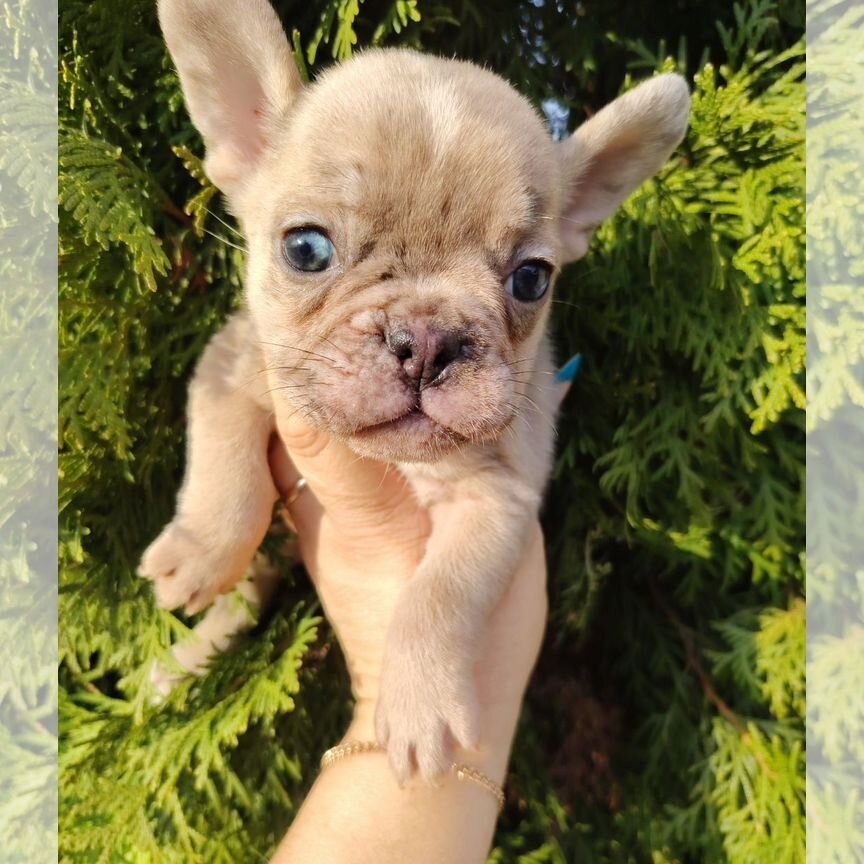 Французский бульдог, щенок