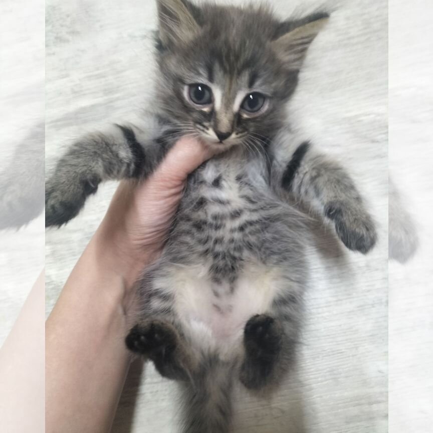 Котёнок в добрые руки