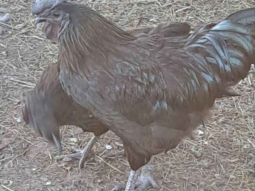 Петух породы Ухейилюй