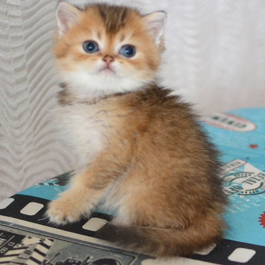 Золотой мальчик