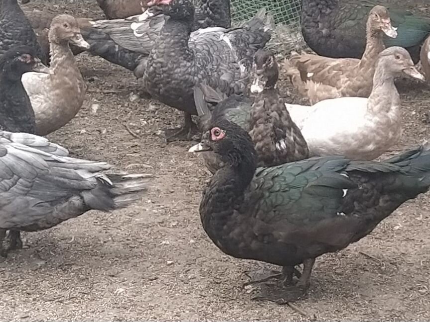 Мускусные (индо) утки на развод