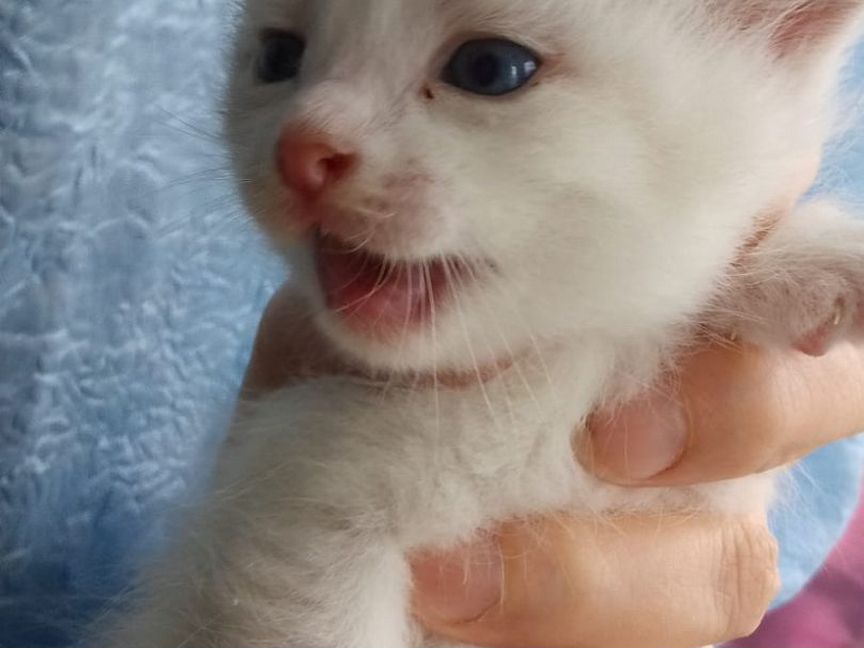 Котята ищут дом