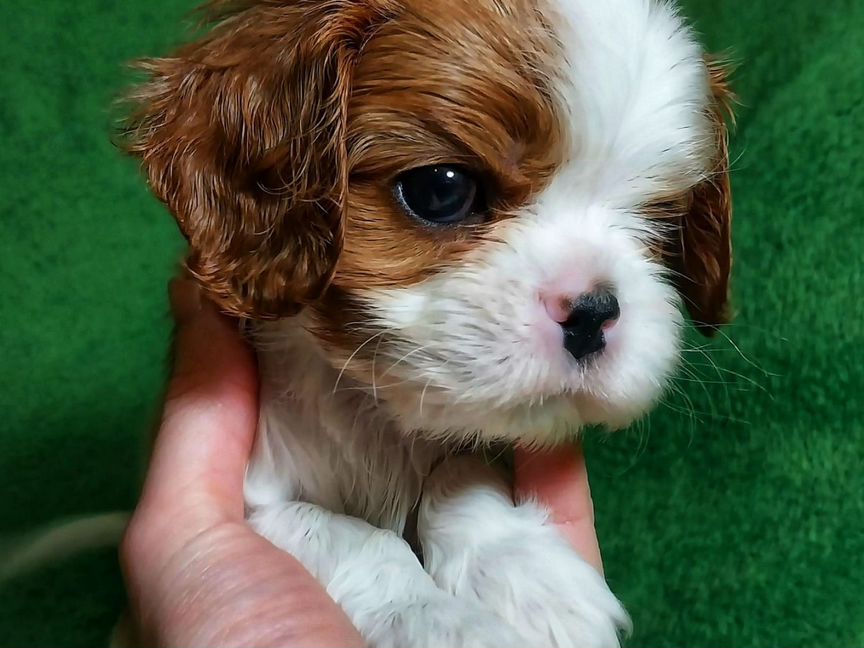 Щенки Кинг Чарльз спаниеля