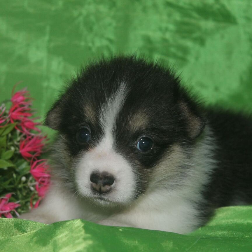 Девочки вельш корги пемброк