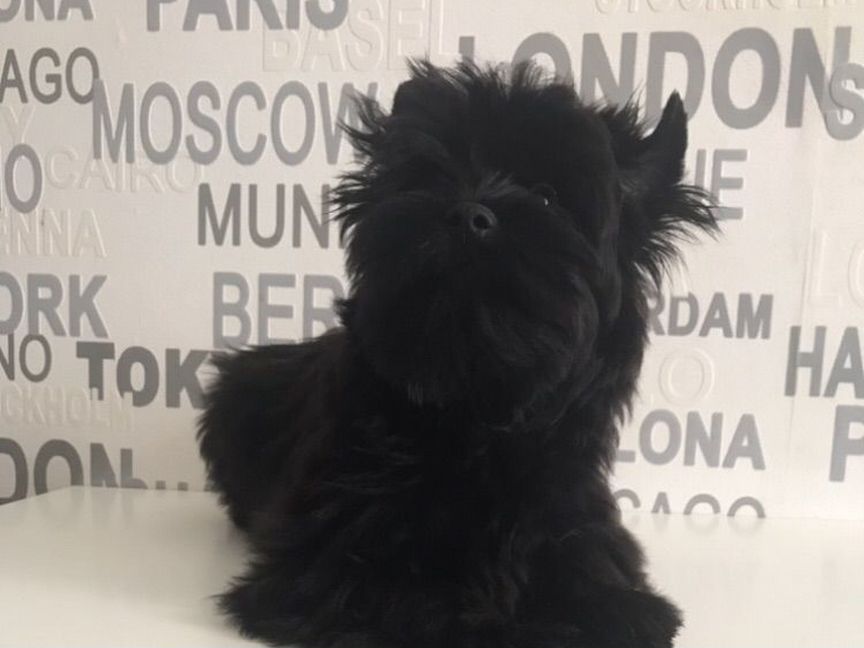 Черный йоркширский терьер