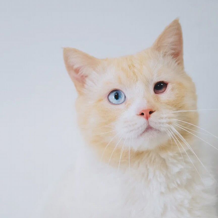 Одноглазый Кутя мечтает о семье