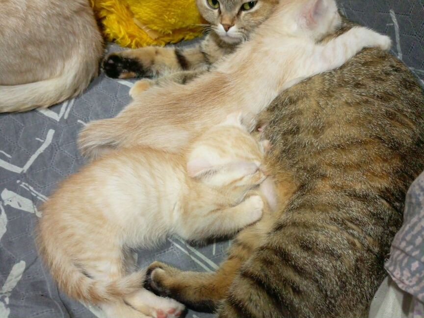 Кошка