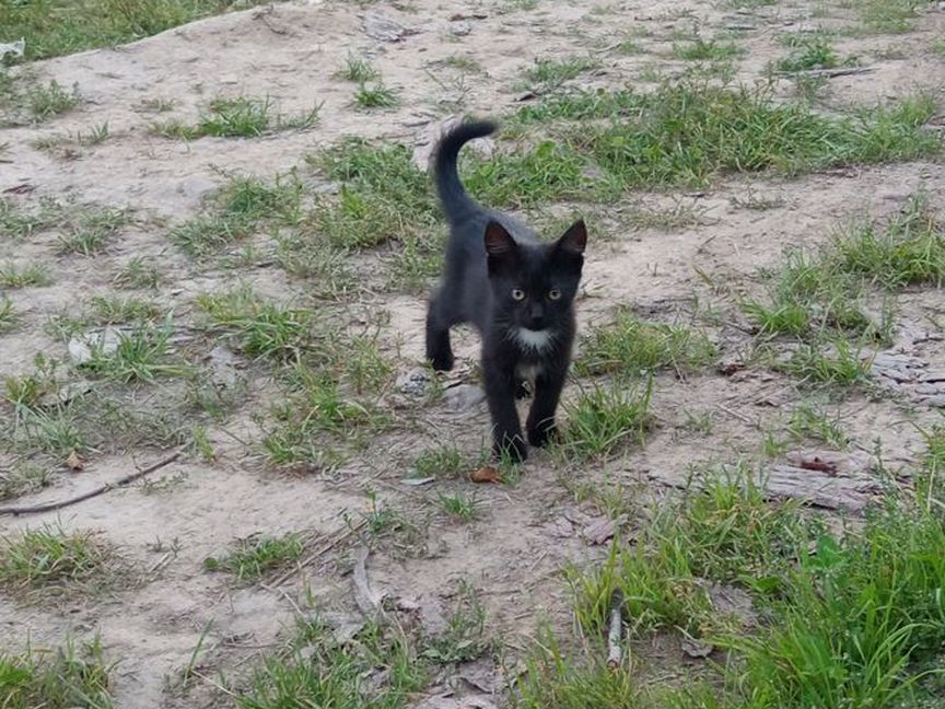 Отдам в хорошие руки котенка