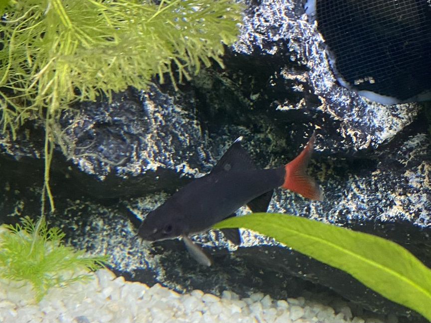 Живая рыба аквариумная