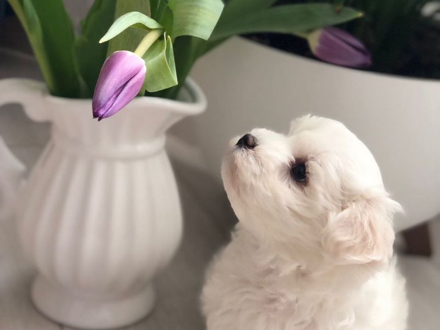 Мальтезе. Болонка. Мальтийская болонка