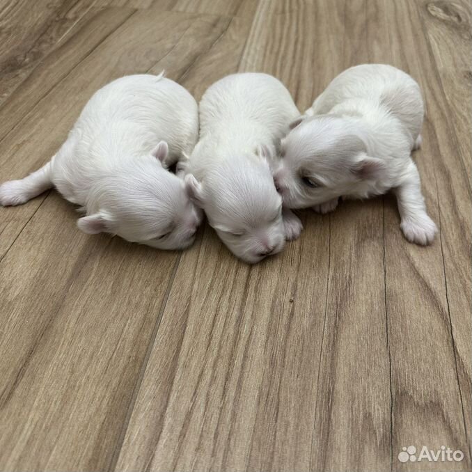Щенки мальтийской болонки mini