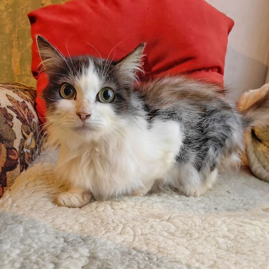 Бездомная кошка Молли