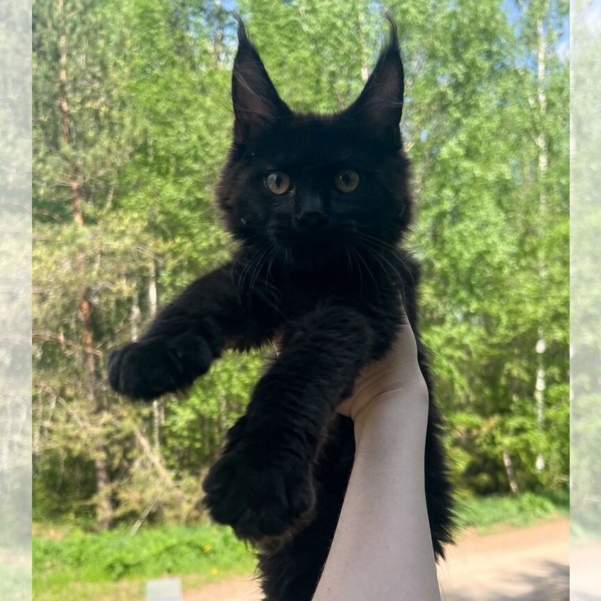 Мейн-кун котёнок