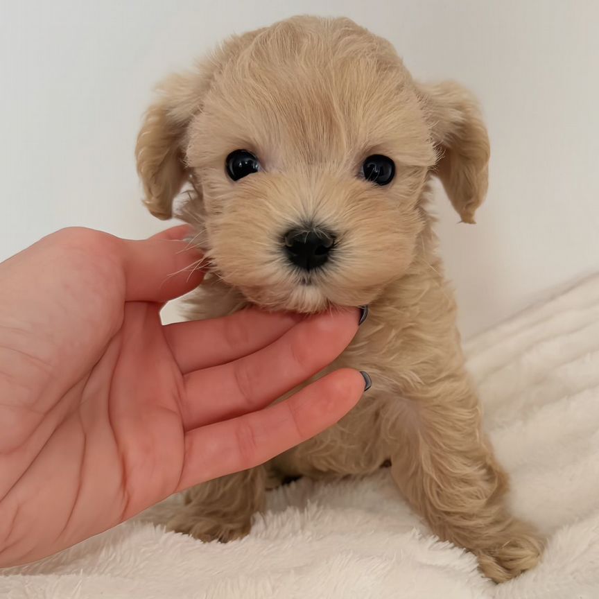 Мальтипу, щенок