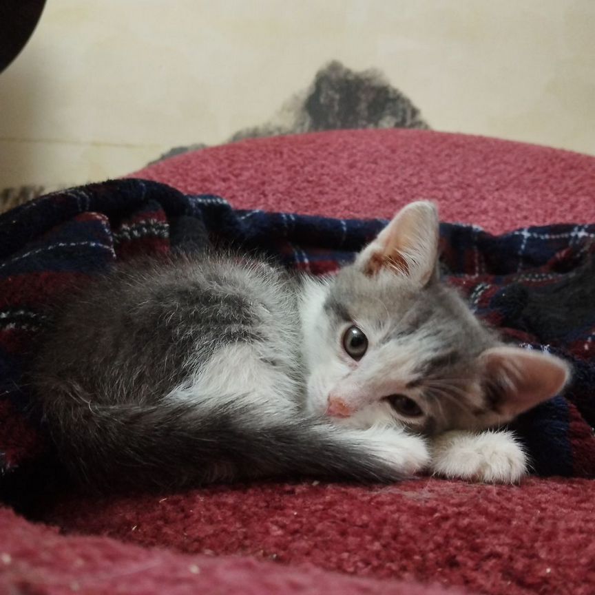 Котенок