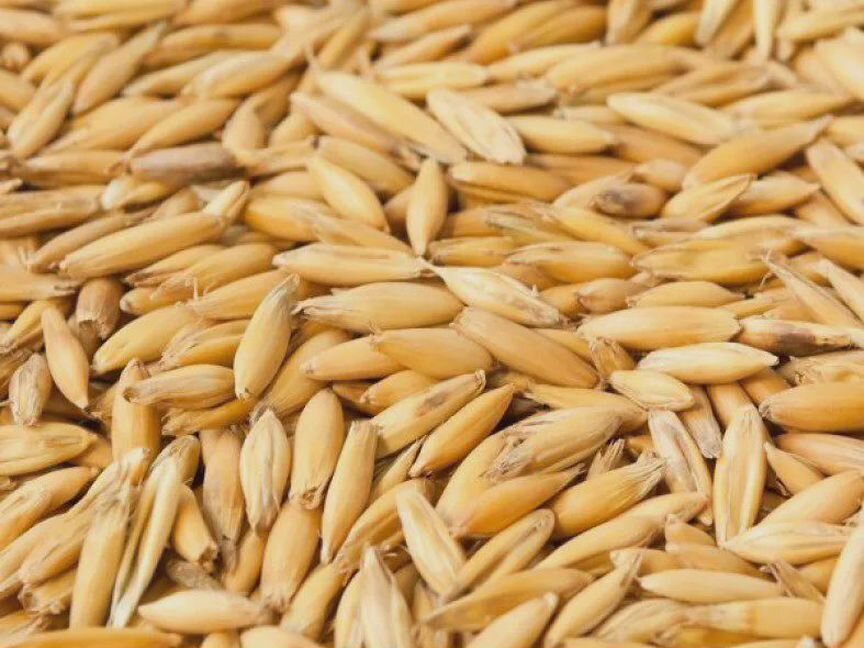 Продам овёс -2т., ячмень -1т