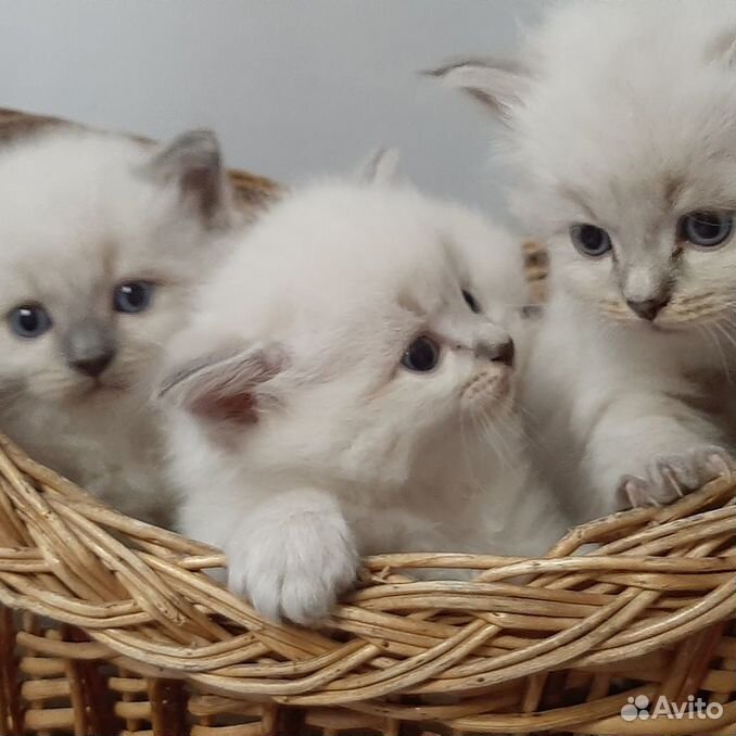 Очаровательные невские маскарадные котята