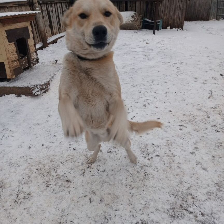 Алабай в добрые руки