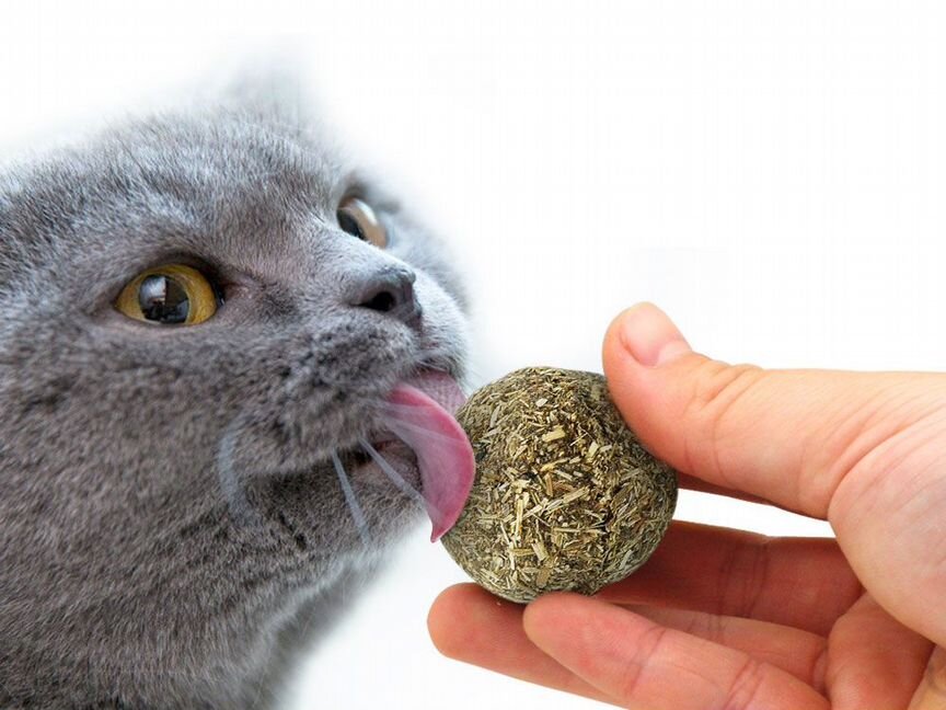 Товары для кошек. Лакомства для животных