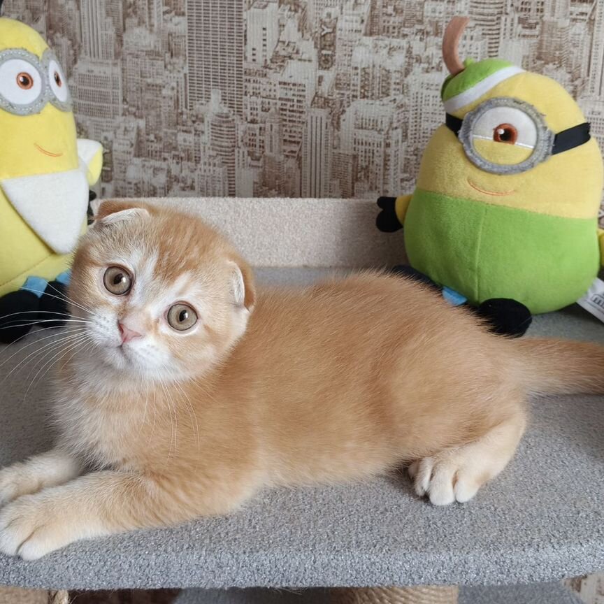 Шотландский вислоухий короткошёрстный котёнок