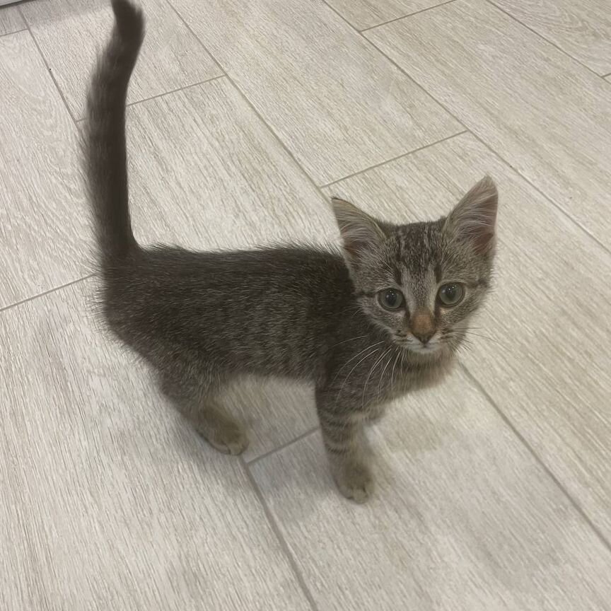 Отдам котенка в добрые руки лотку приучена