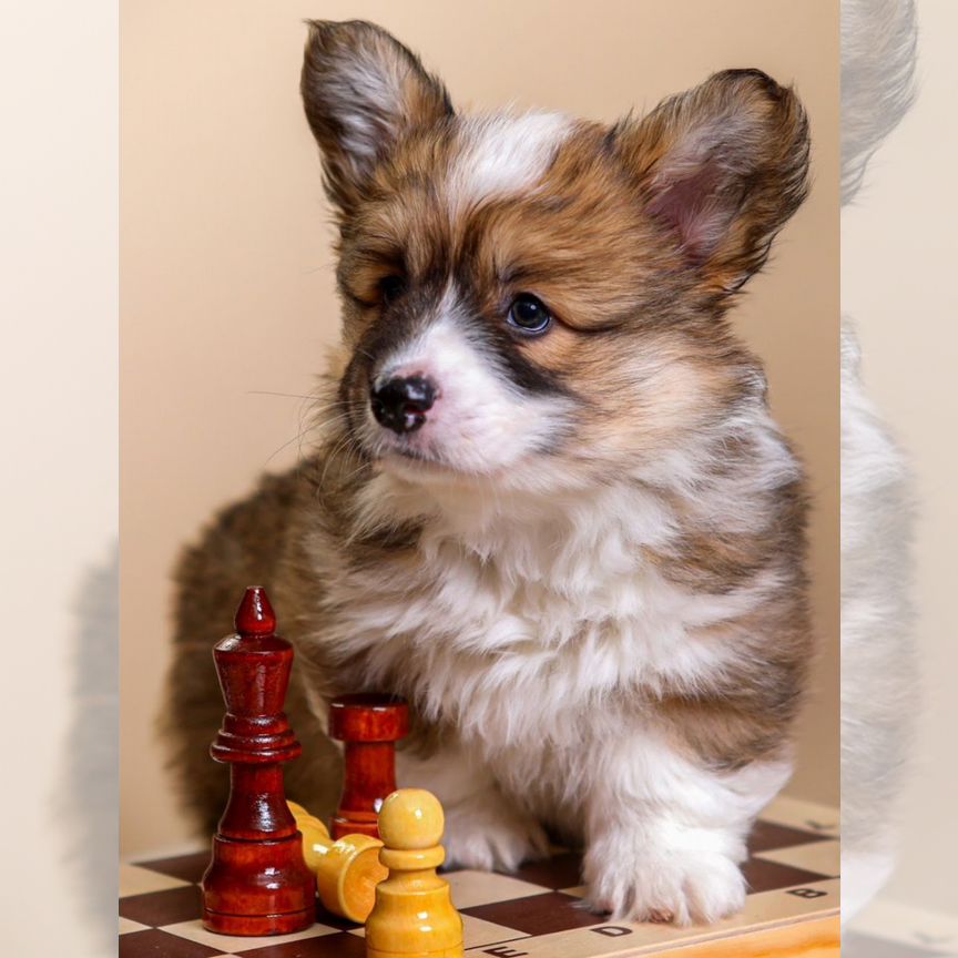 Вельш Корги Пемброк, щенок