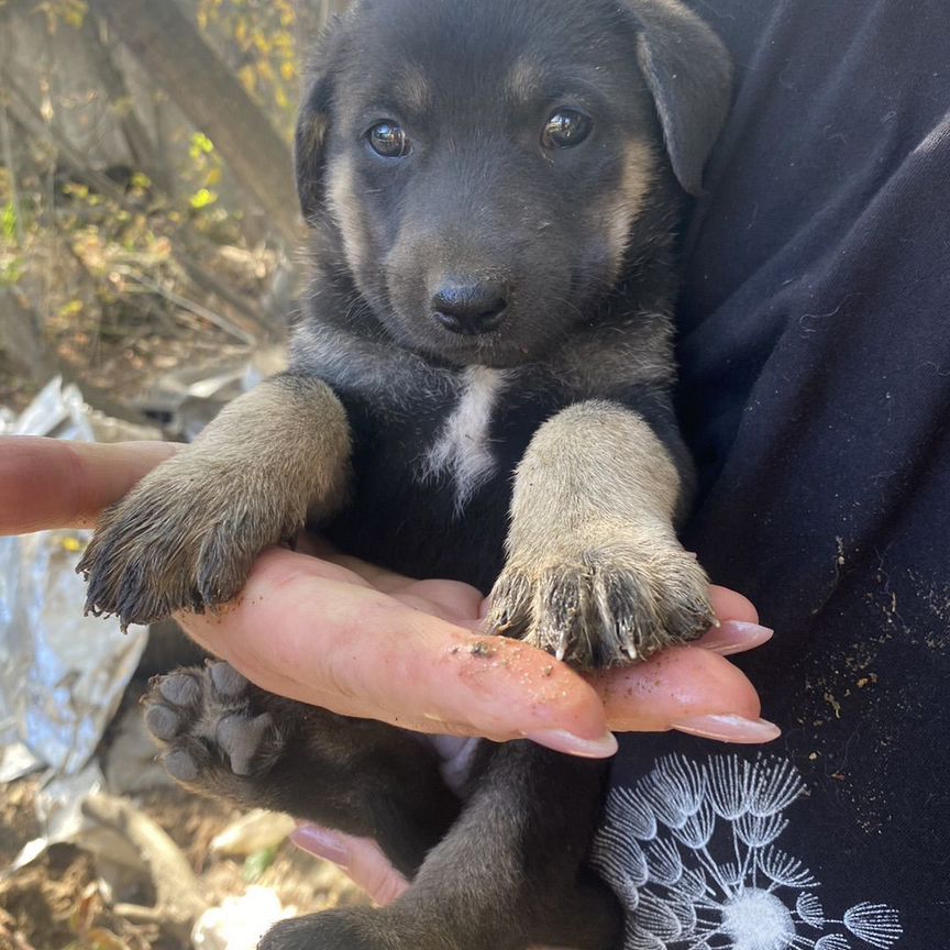 Щенок девочка в добрые руки