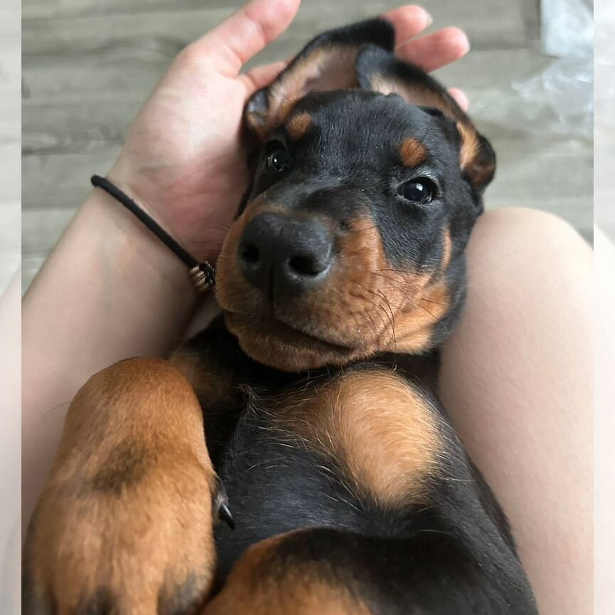 Доберман, щенок