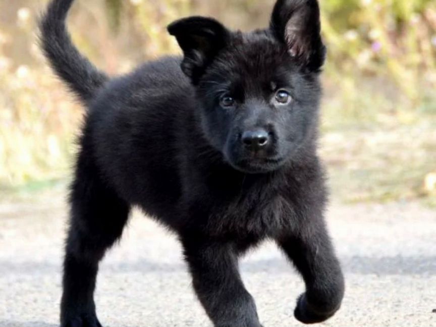 Щенок в дар (вырастет не крупная)