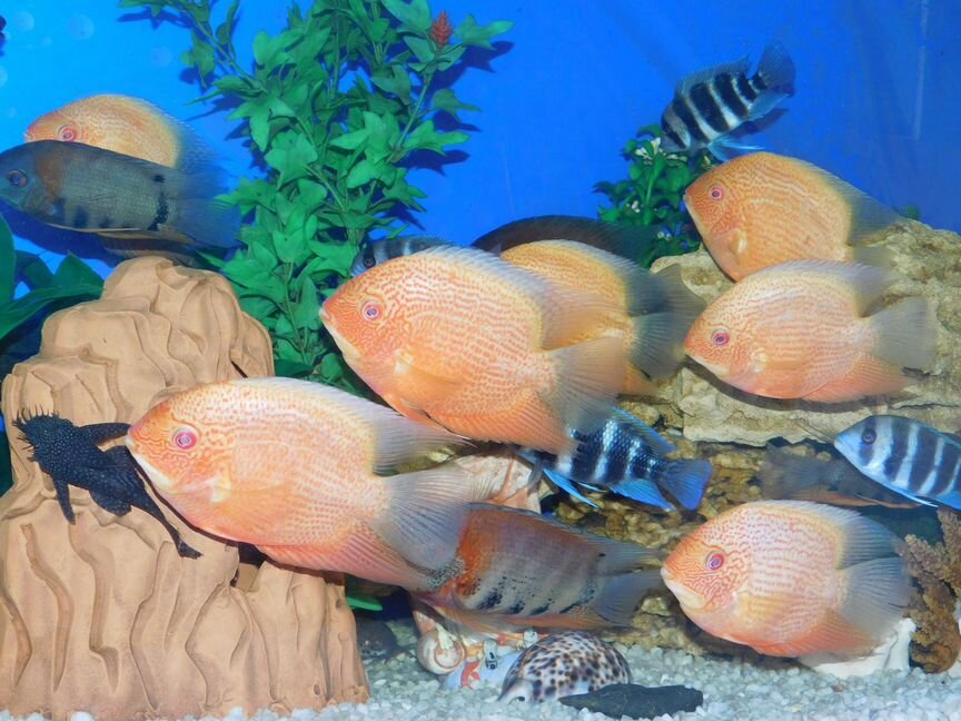 Северум Красноточечный