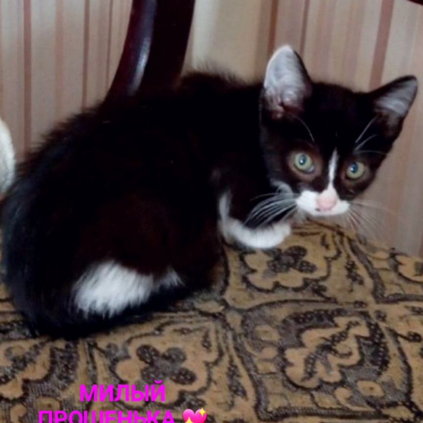 Котик 3 месяца