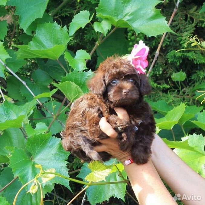 Мини mini мальтипу