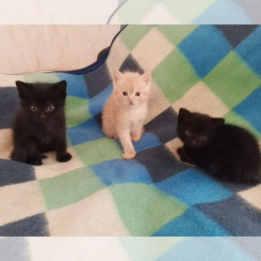 Отдам котят в добрые руки