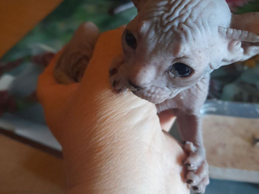 Канадский сфинкс котенок