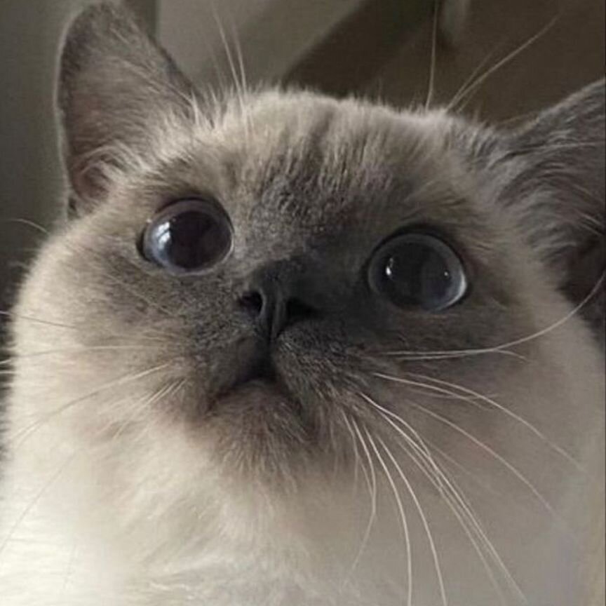 Сиамский котенок
