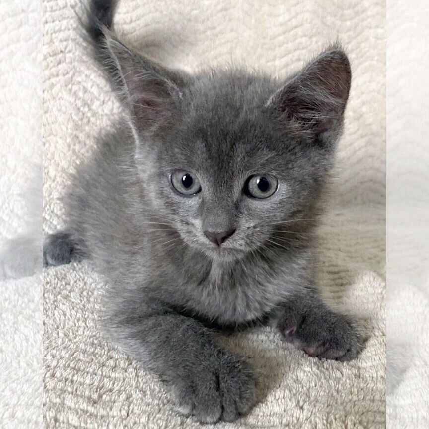 Русский голубой котёнок