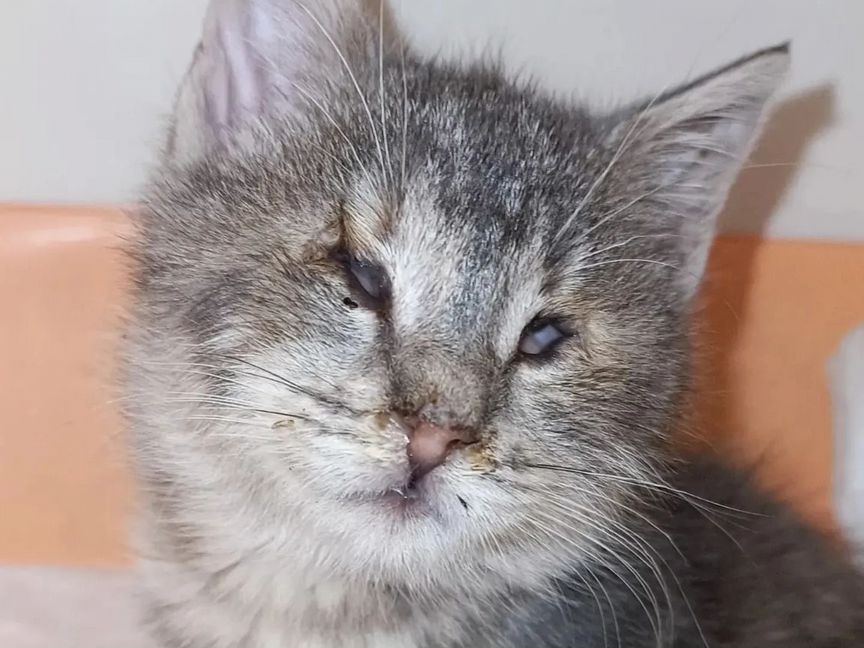 Котенок в добрые руки